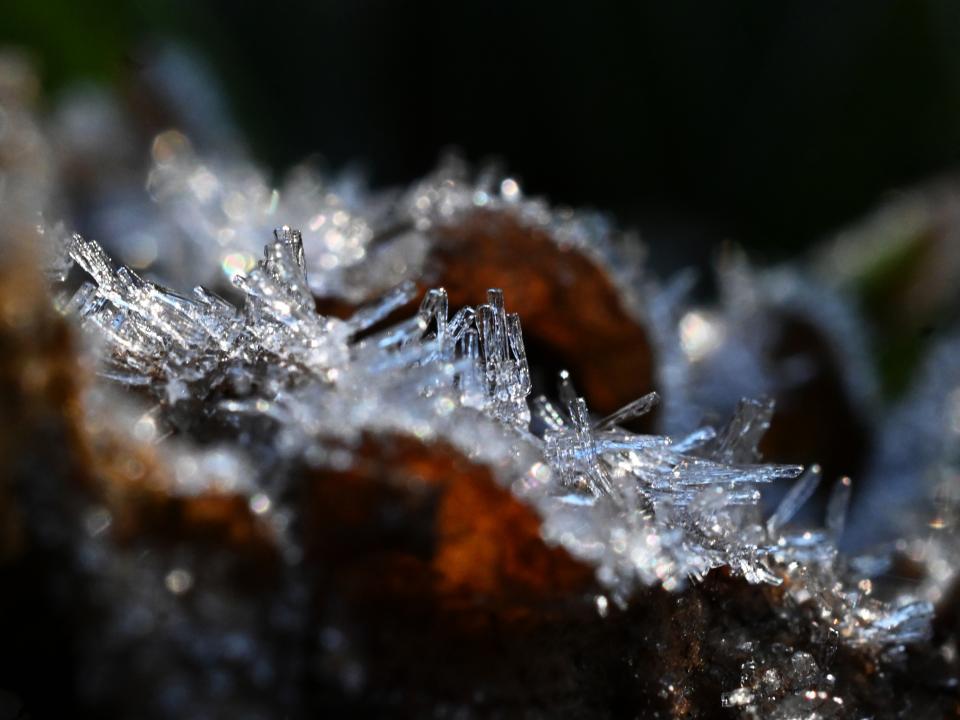 First Frost | Shutterbug